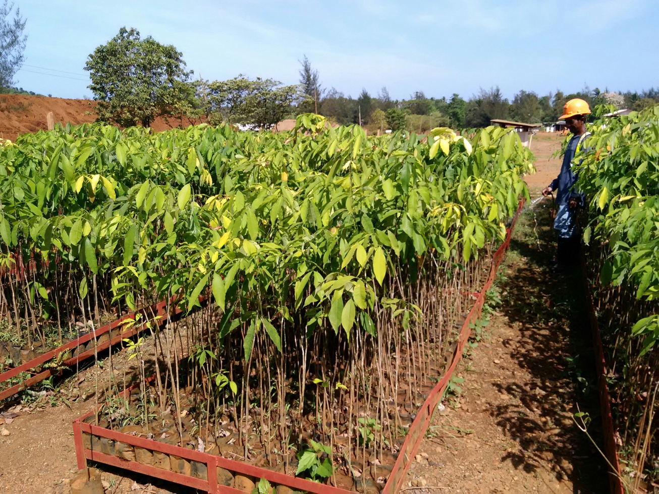 Nickel industry ups reforestation efforts with 5.3M trees - PNIA